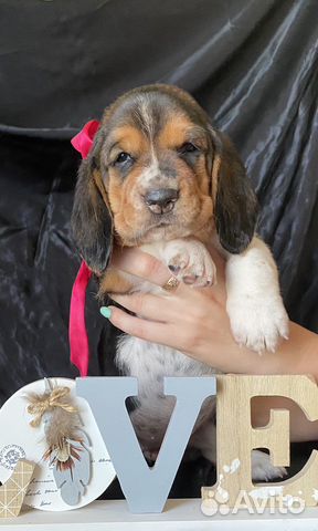 Щенки бассет хаунд