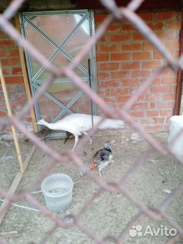 Продажа белых павлинят