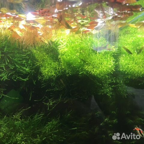 Аквариумные растения