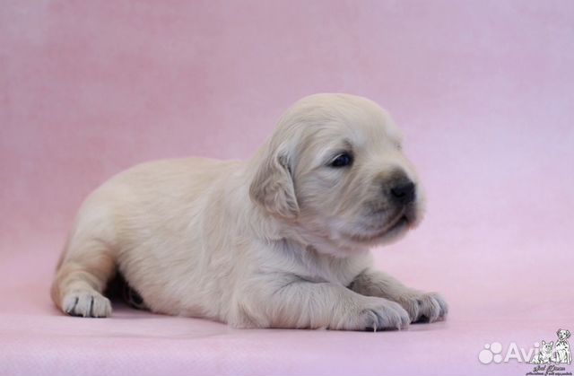 Рыжики- щенки золотистого ретривера