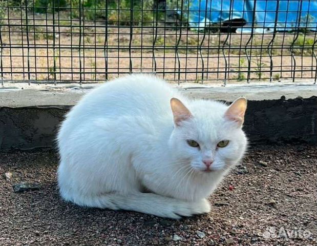 Белая кошка в добрые руки