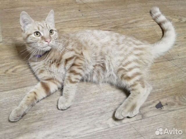 Котик бесплатно найденыш