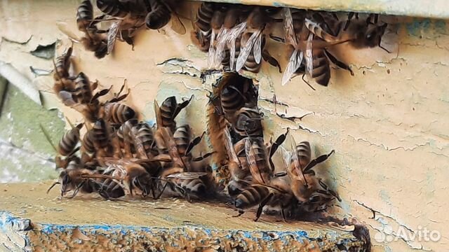 Продам пчелосемьи, пасеку