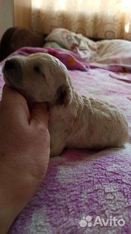 Мальтипу ф1 мальчик