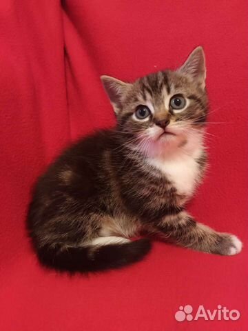 Чудо мальчик 1.5 м