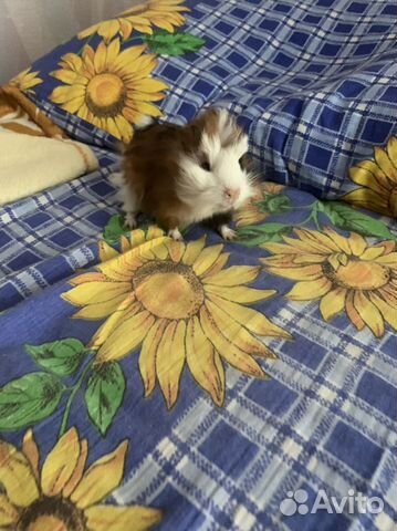 Морская свинка - малыш