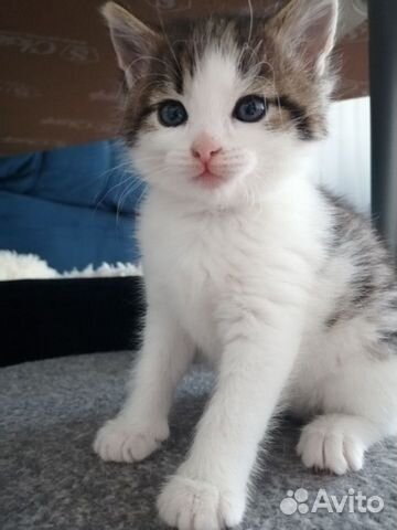 Котенок Тося в добрые руки