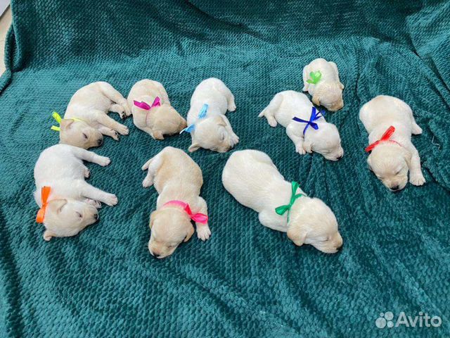 Щенки лабрадора