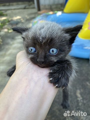Кошка и котята в бодрые руки