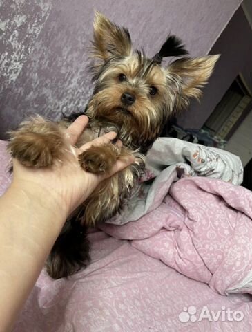 Йоркширский терьер