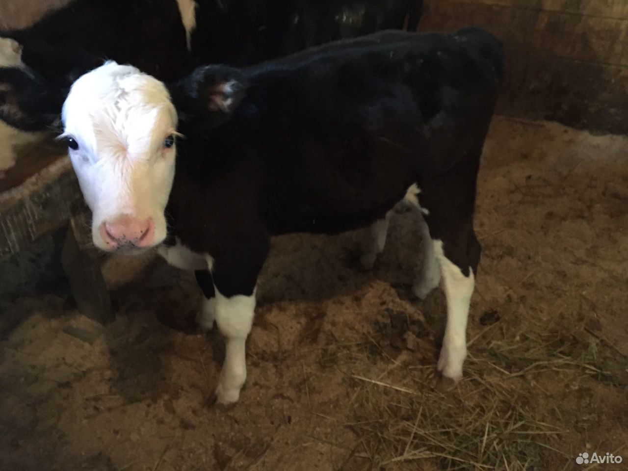 Бычок герефорд