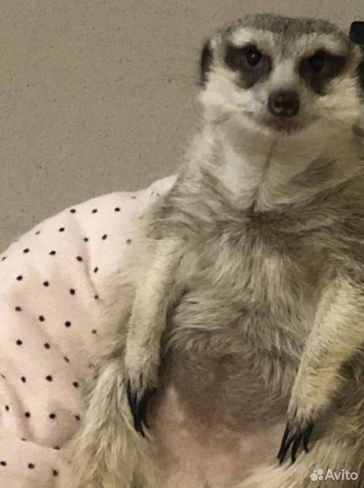 Продам суриката