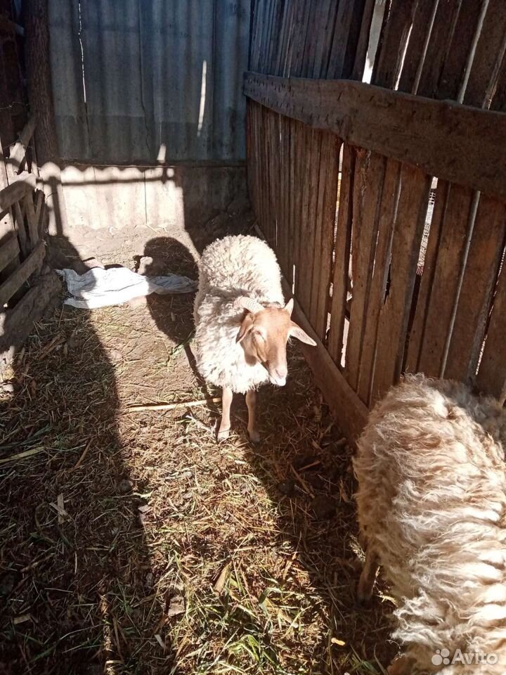 Продаются овцы