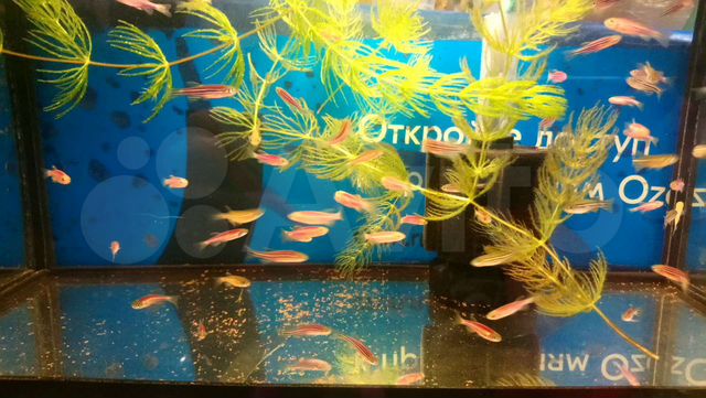 Аквариумные рыбки и растения