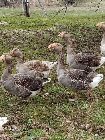 Тульские бойцовые гуси
