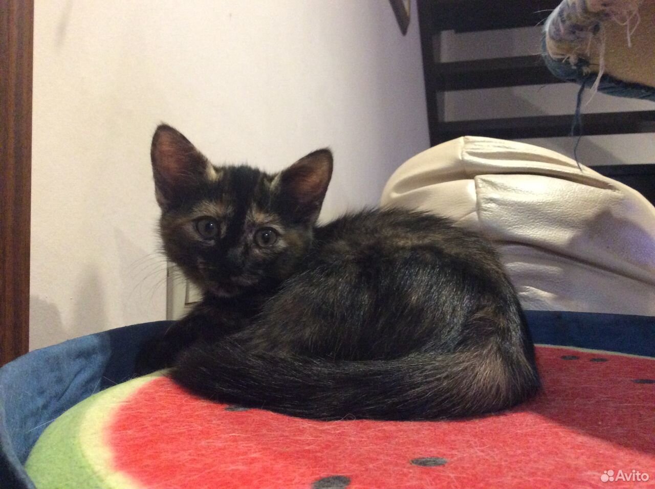Кошки