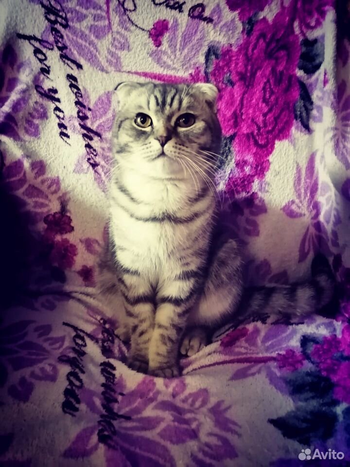 Шатландский вислоухий котик