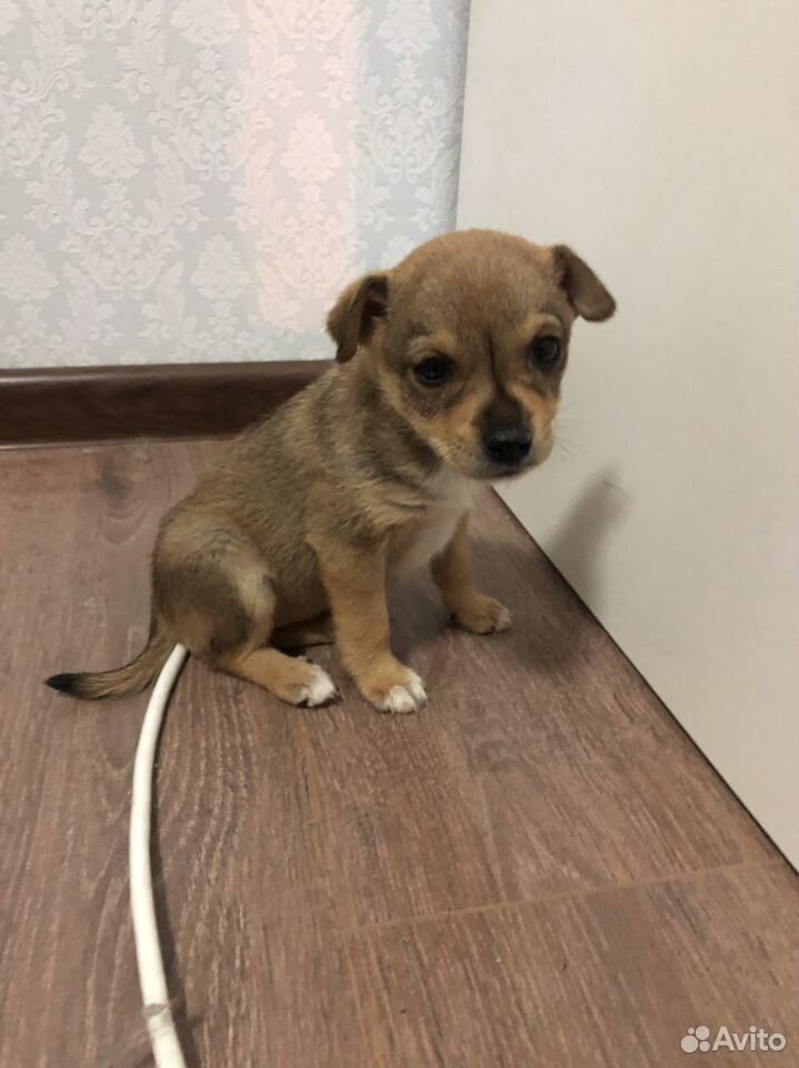 Чихуахуа помесная с дворнягой