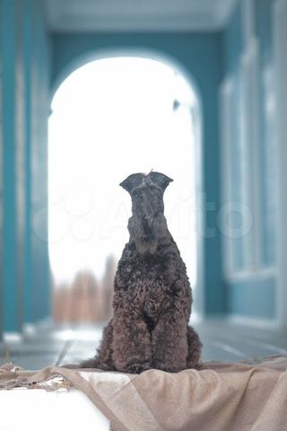 Щенки Керри Блю Терьера