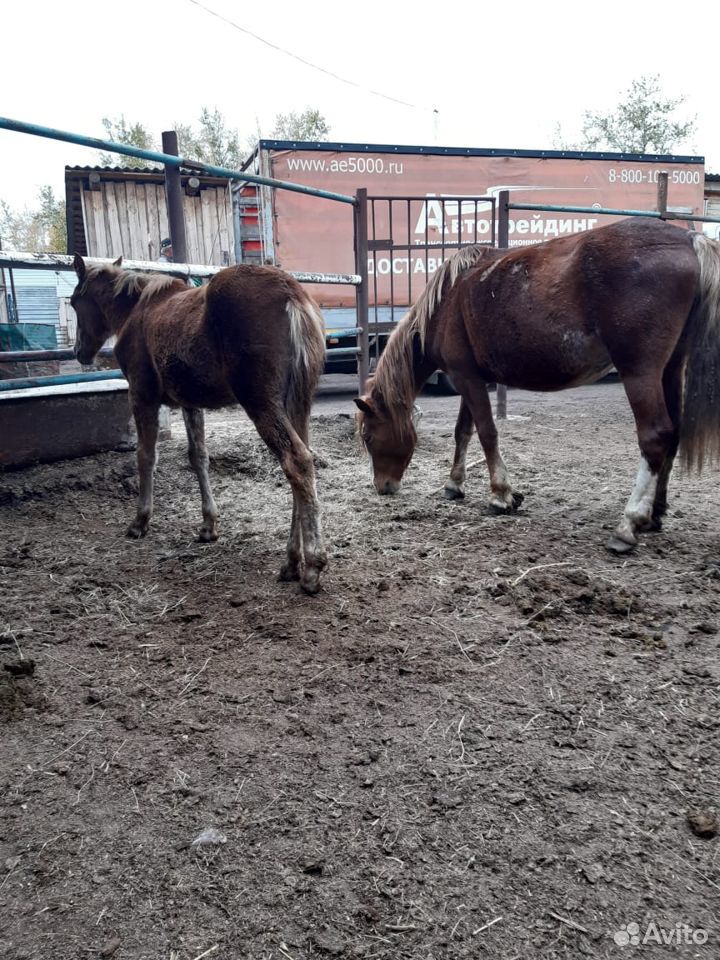 Обученая кобыла с жеребёнком