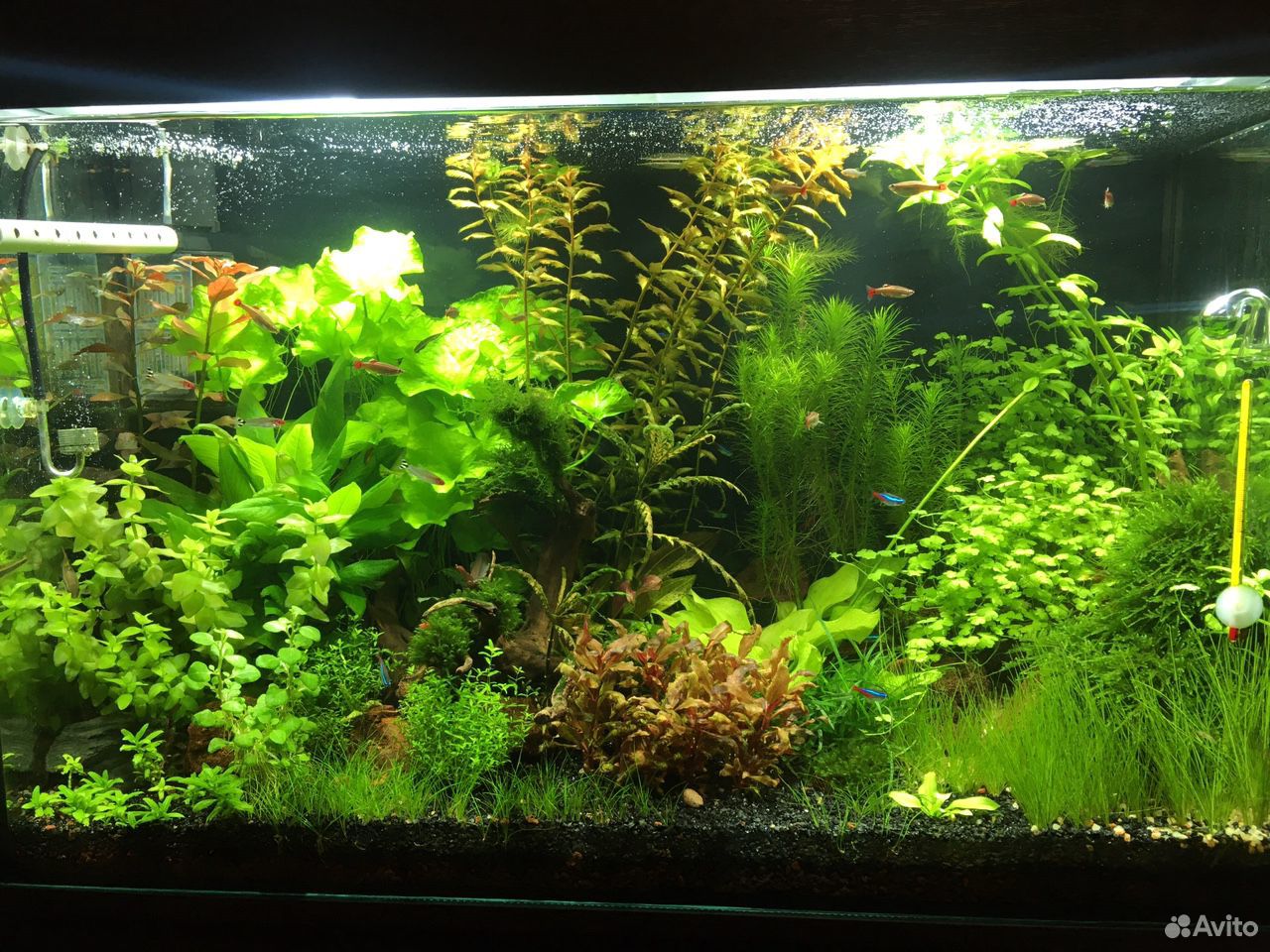 Аквариум травник