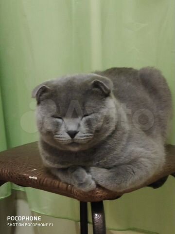 Кот ждёт киску на вязку