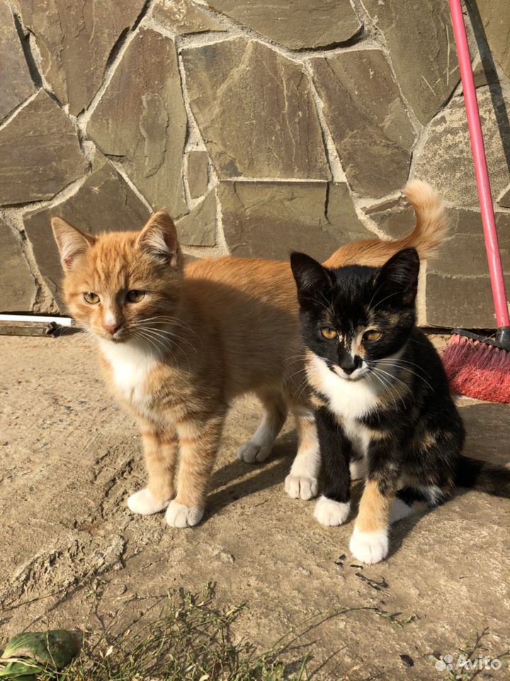 Котята отдам в добрые руки бесплатно