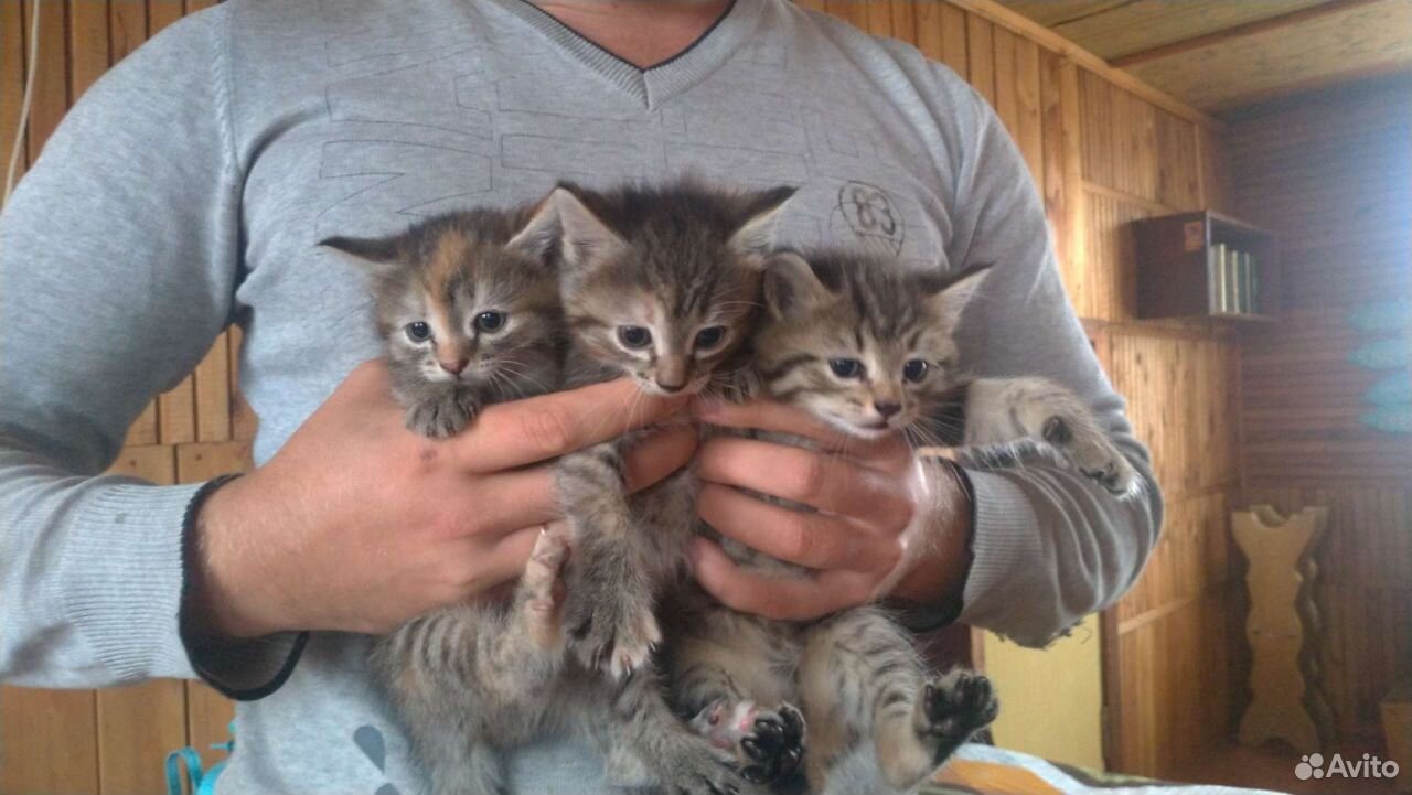 Отдадим трёх котят (1 мальчик, 2 девочки)