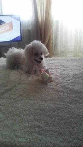 Белый пудель,молодой 2 года,ищем девочку пуделя дл