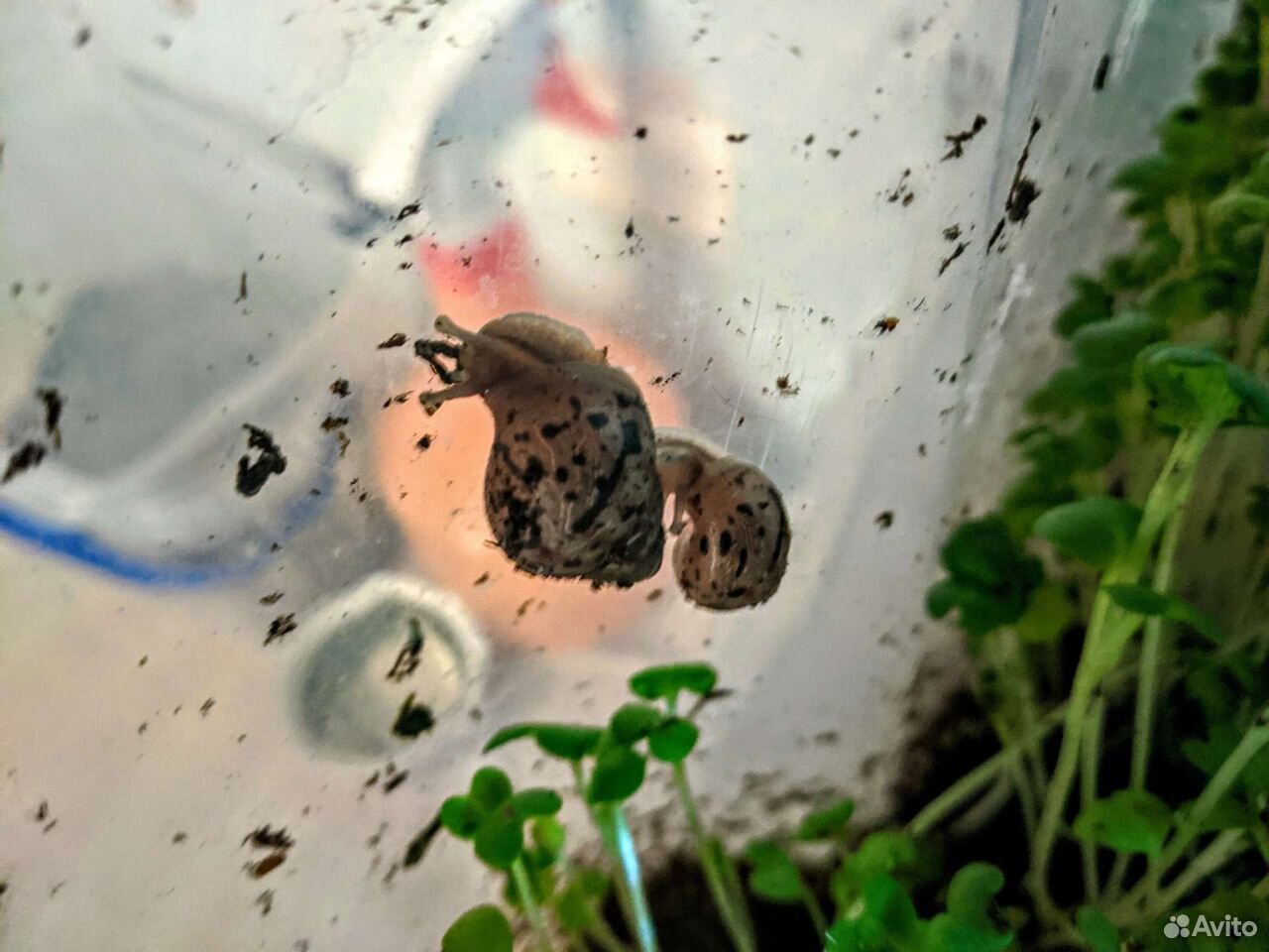 Улитята Ахатин 1 месяц